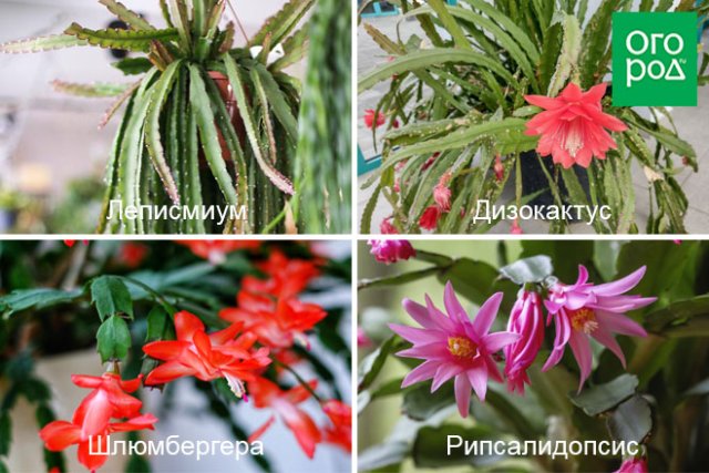 Как отличить декабрист от пасхальника